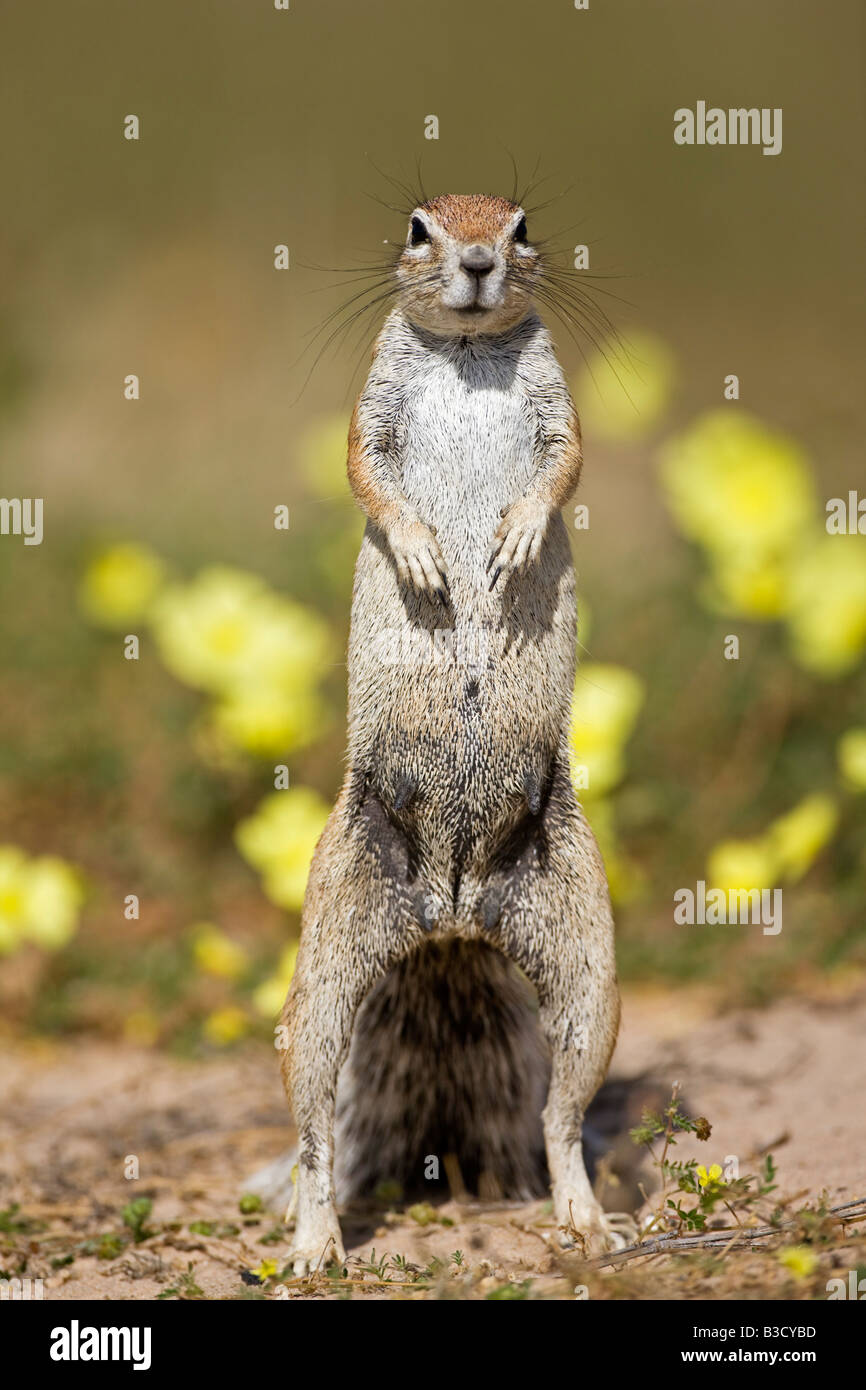 Africa, Botswana, African ground squirrel (Xerus rutilus Stock Photo ...