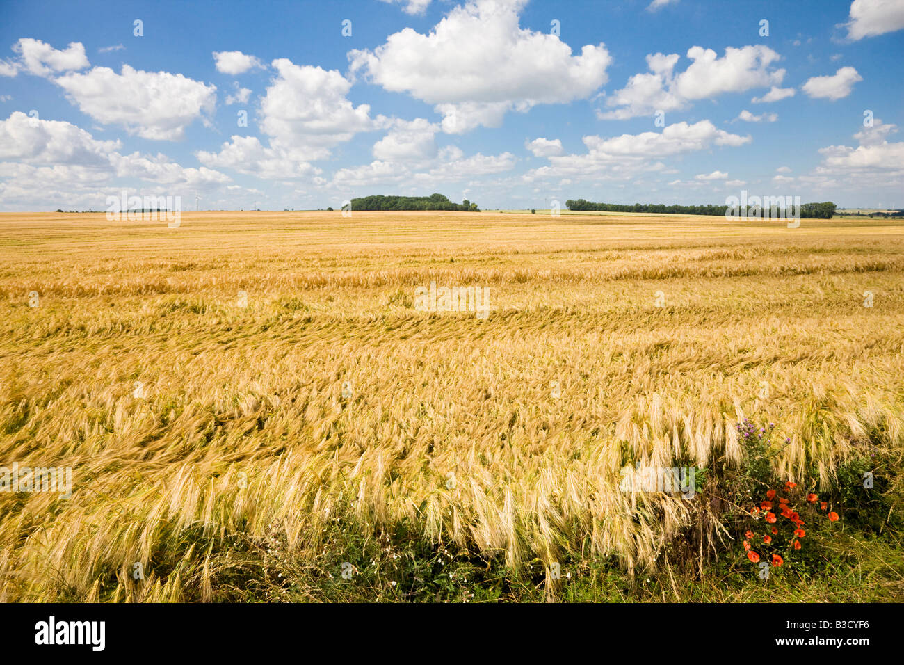 Rye Field High Resolution Stock Photography and Images - Alamy