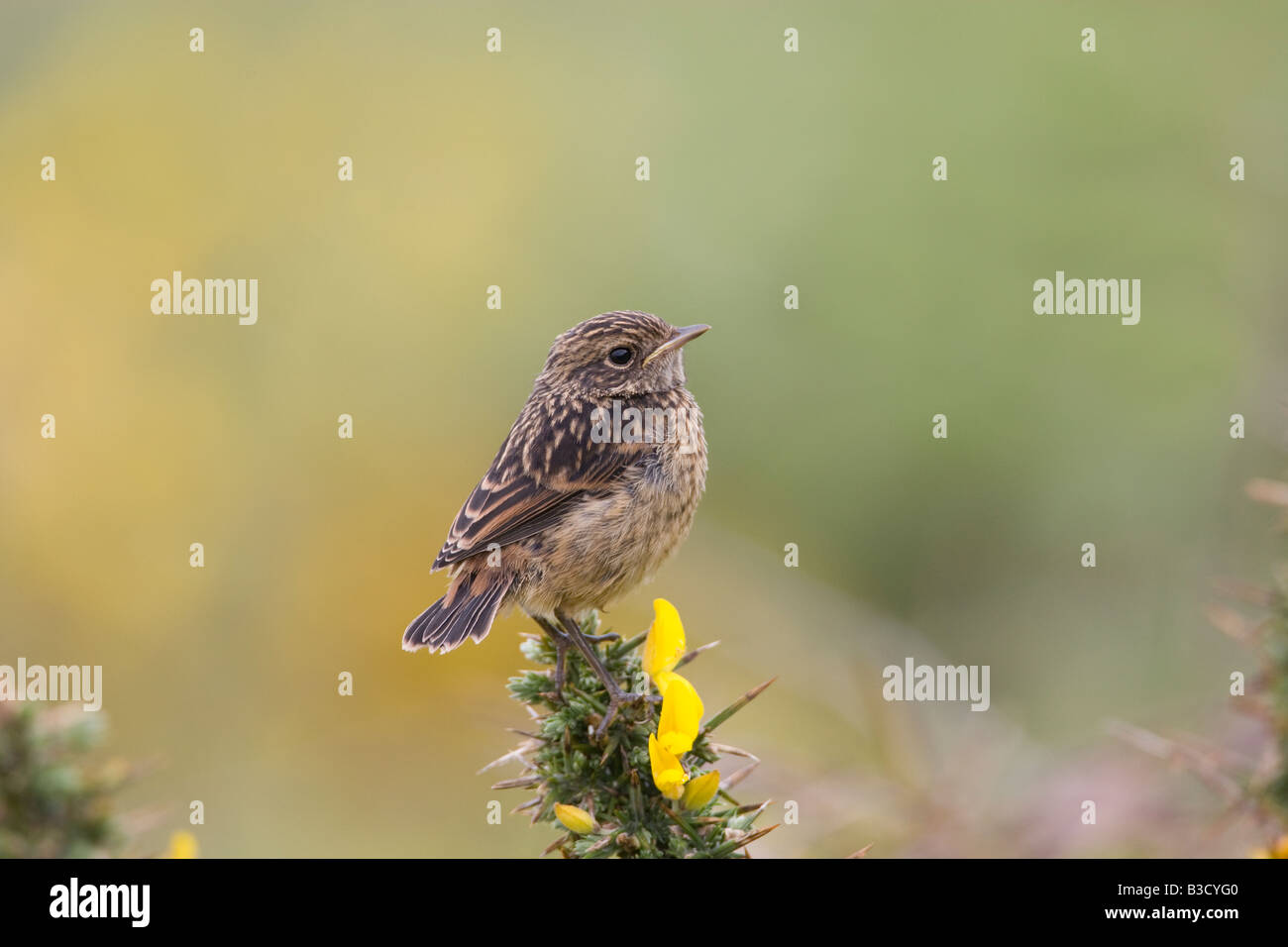 Saxicola torquata young stonechat taken on the west Wales coast UK ...