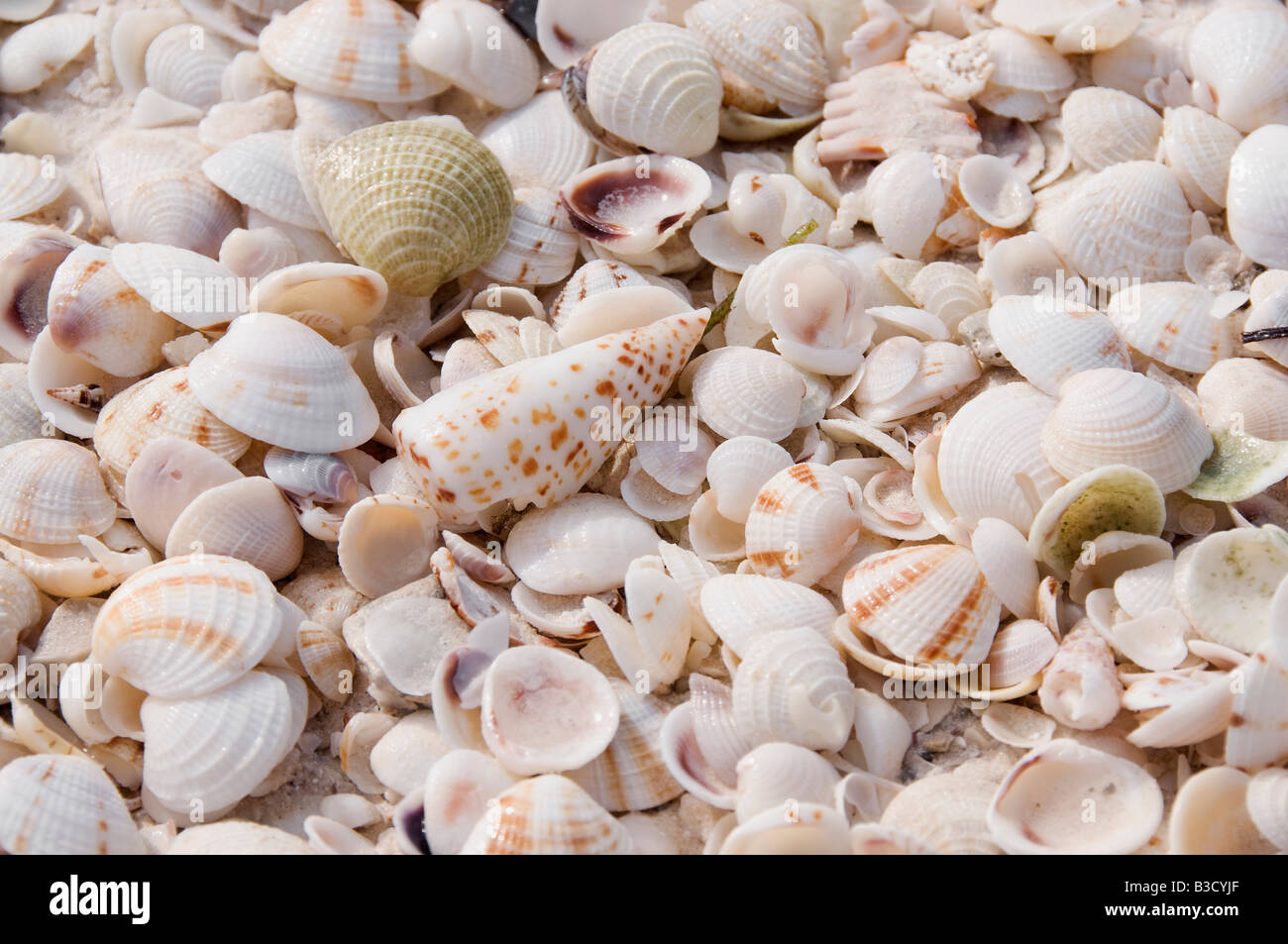 Various seashells, full frame Stock Photo - Alamy