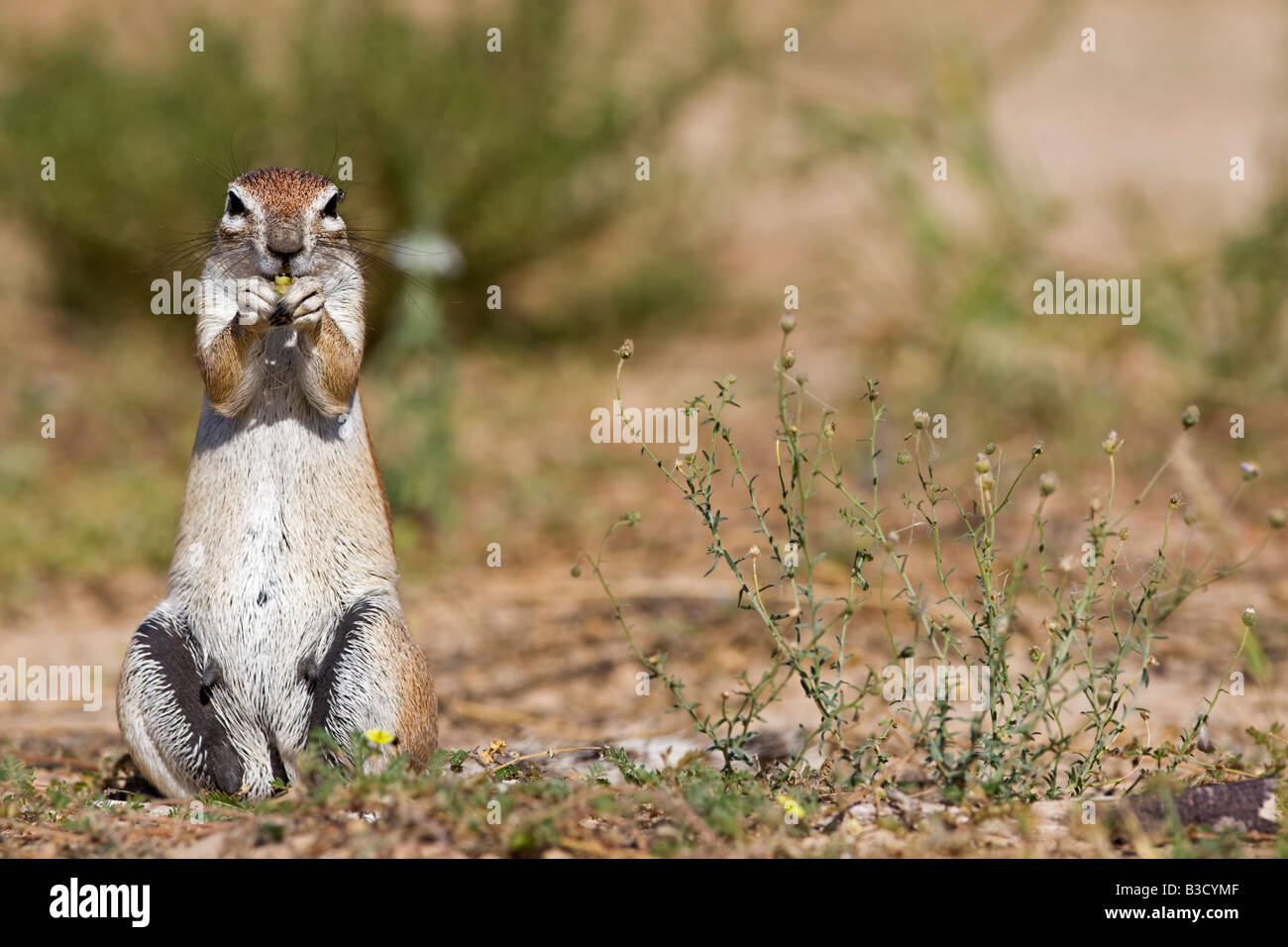 Africa, Botswana, African ground squirrel (Xerus rutilus Stock Photo ...