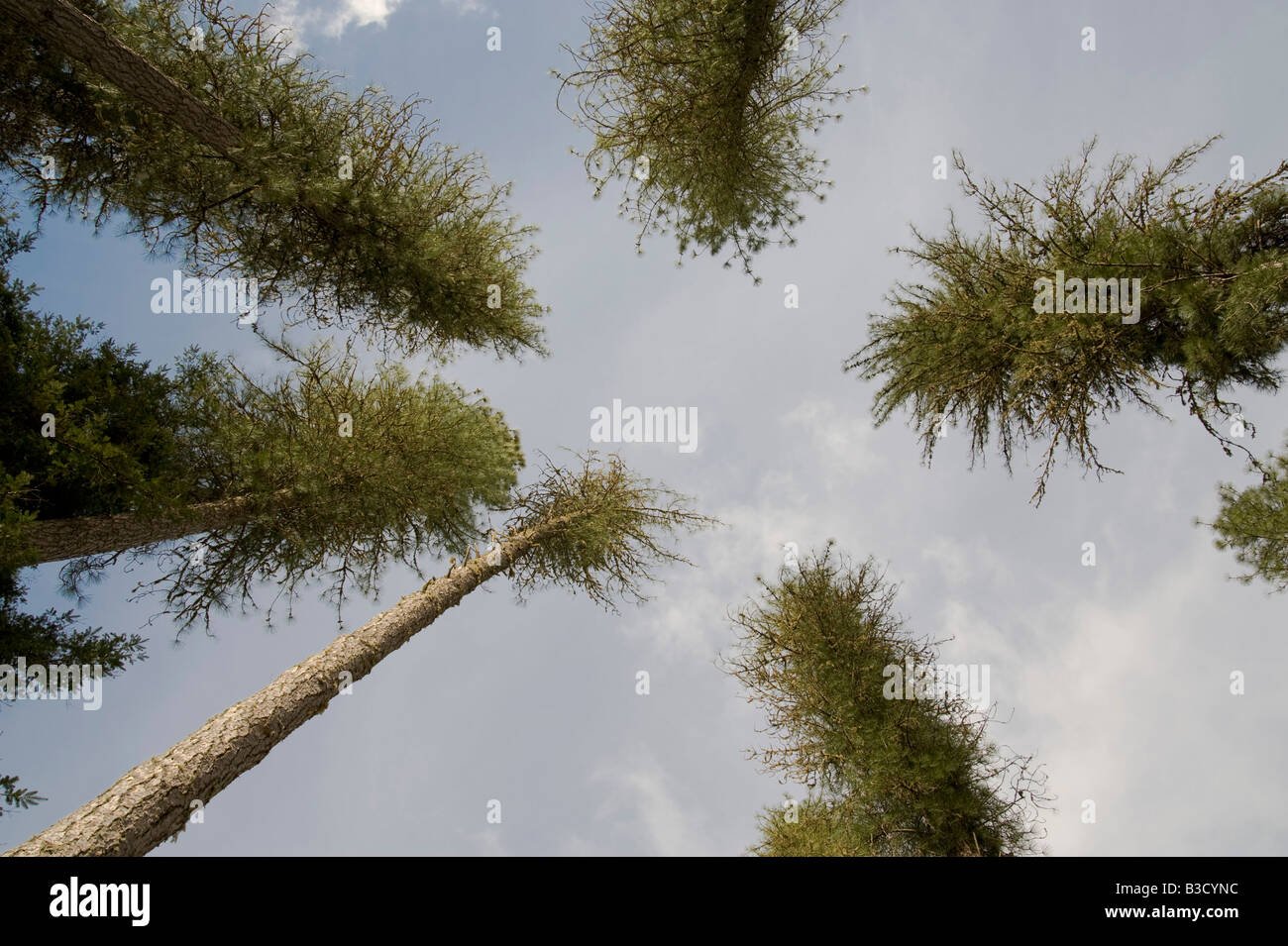 wide angle of pine trees looking upwards Stock Photo - Alamy