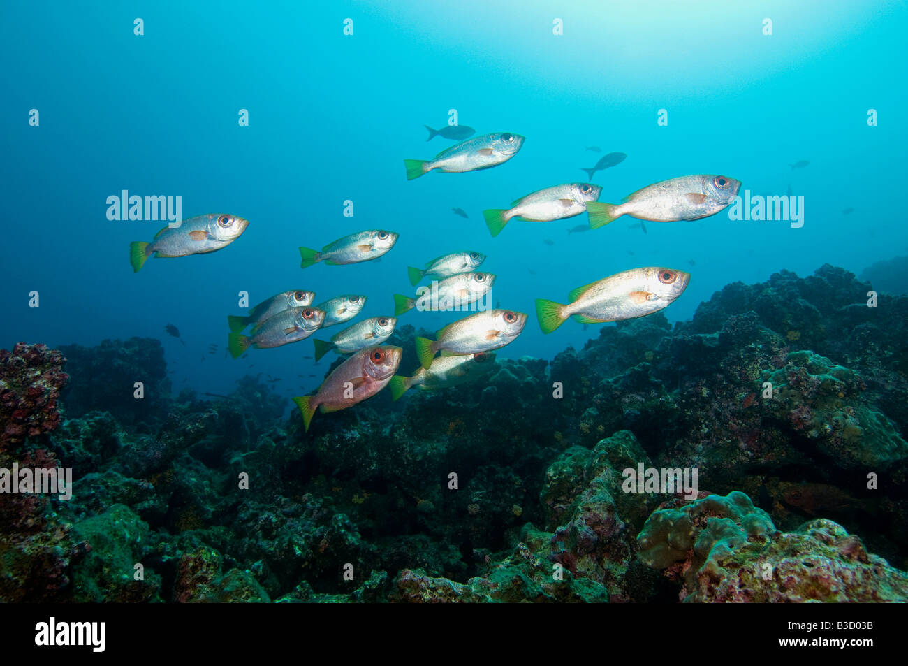 Galapagos Islands, Ecuador, Bigeye snapper (Priacanthidae Stock Photo ...