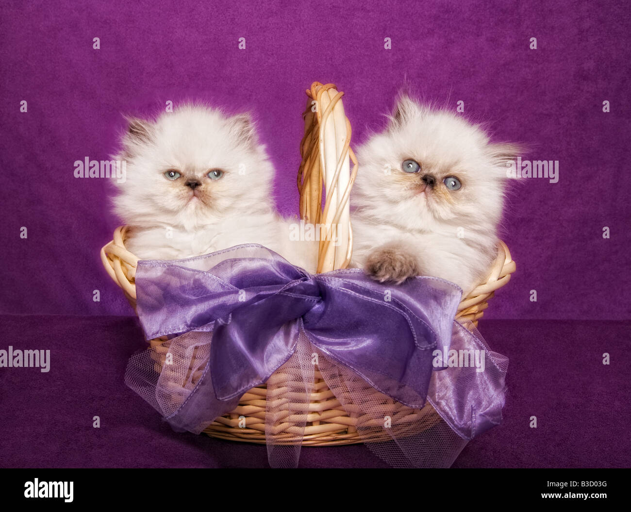 Two cute tortie point Himalayan kittens in a basket on purple ...