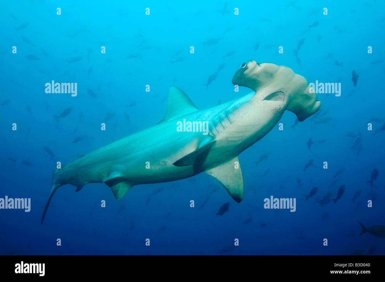 Galapagos Islands Ecuador Scalloped Hammerhead Shark Sphyrna Lewini