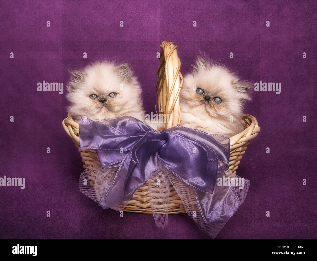 Two cute tortie point Himalayan kittens in a basket on purple ...