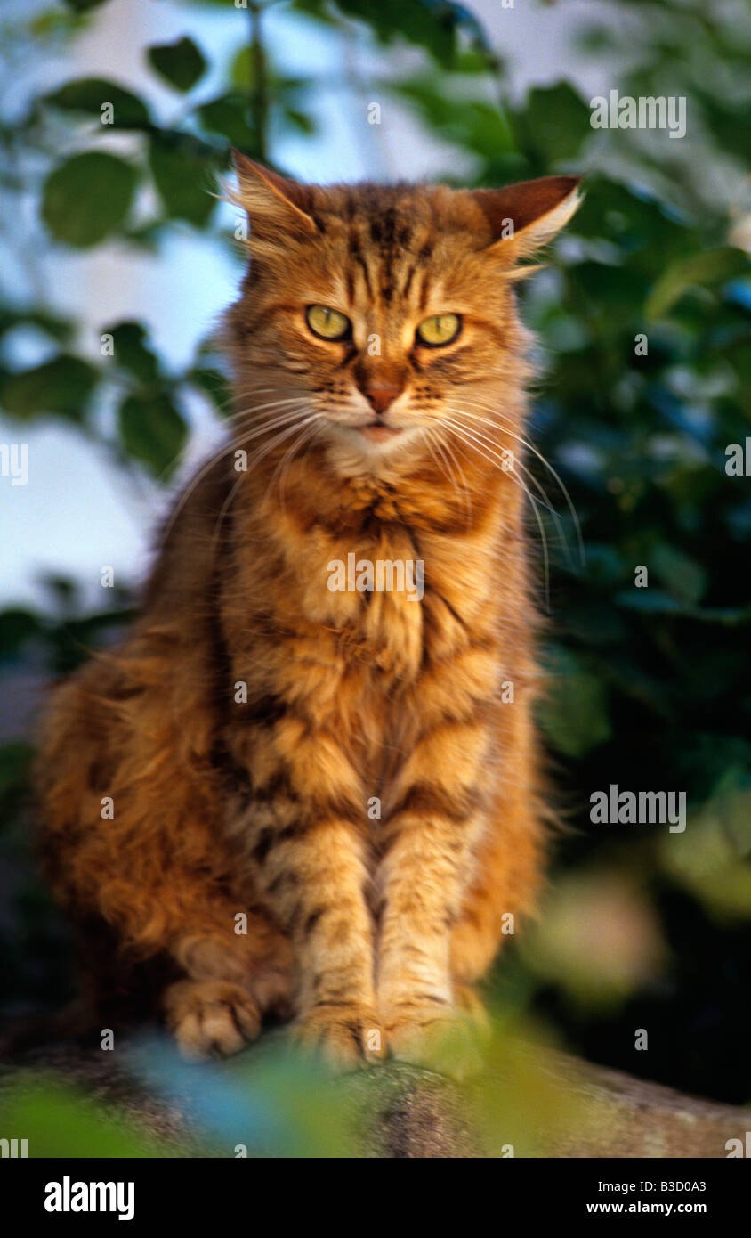 Ginger Tom sitting on a wall Stock Photo - Alamy