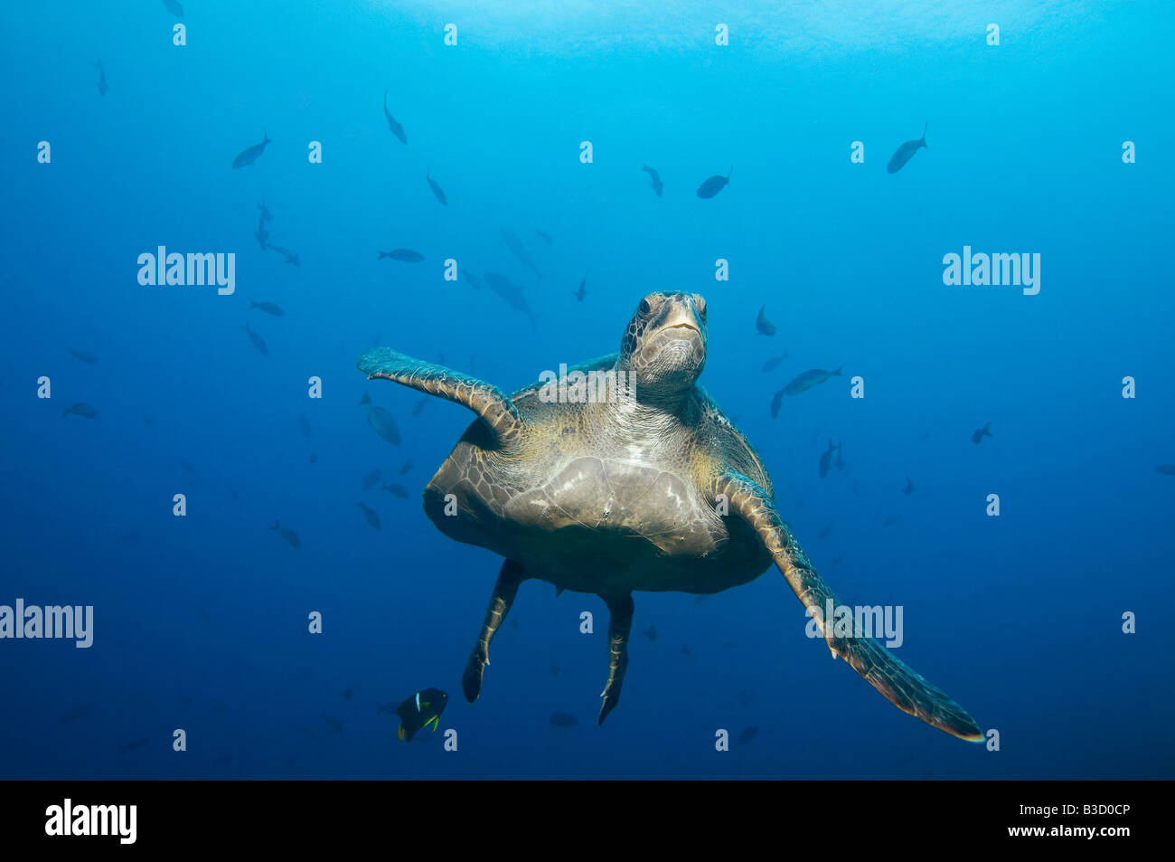 Galapagos Islands, Ecuador, Hawksbill turtle (Eretmochelys imbricata ...