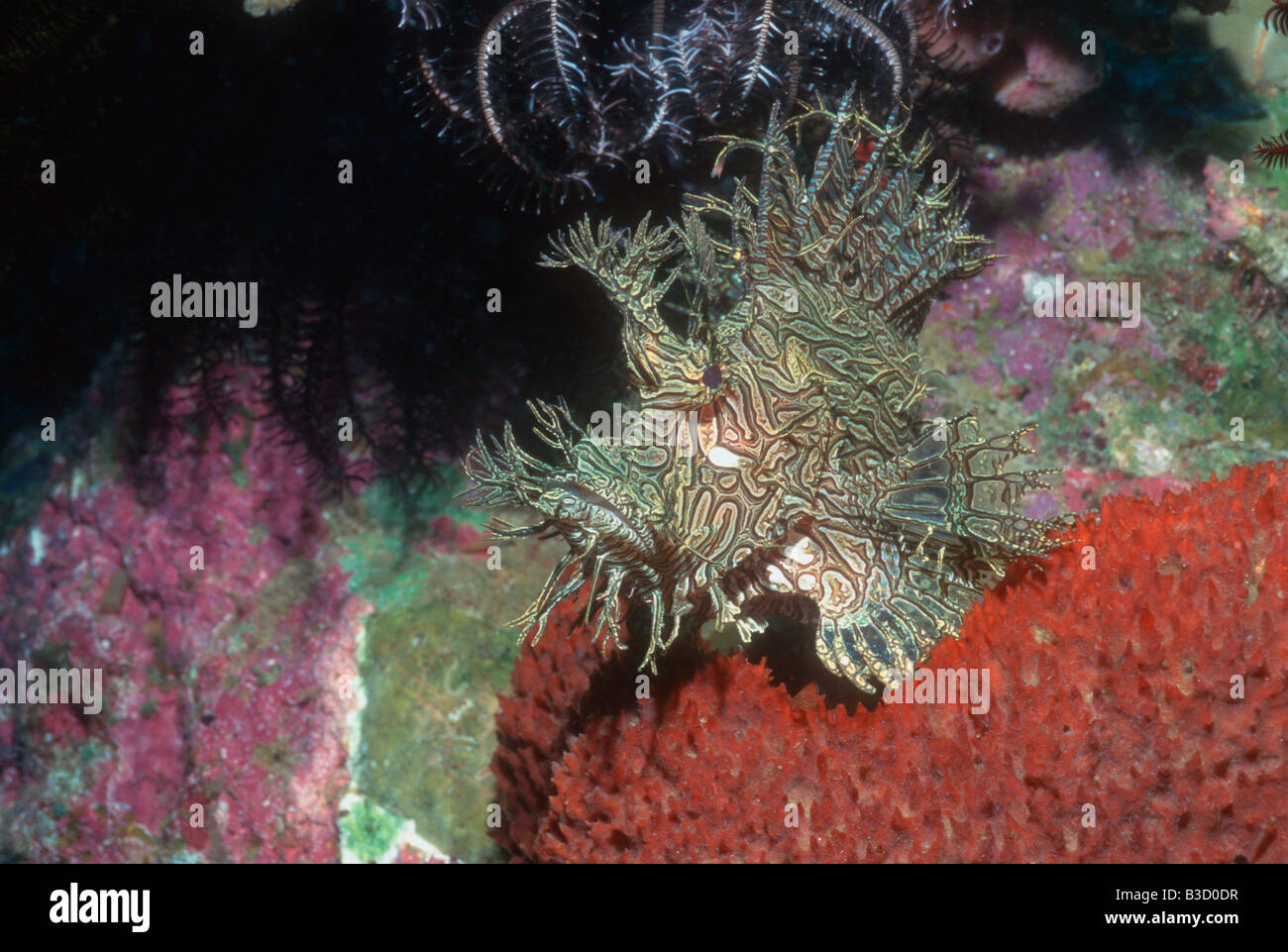 Merlet scorpionfish rhinopias aphanes hi-res stock photography and ...