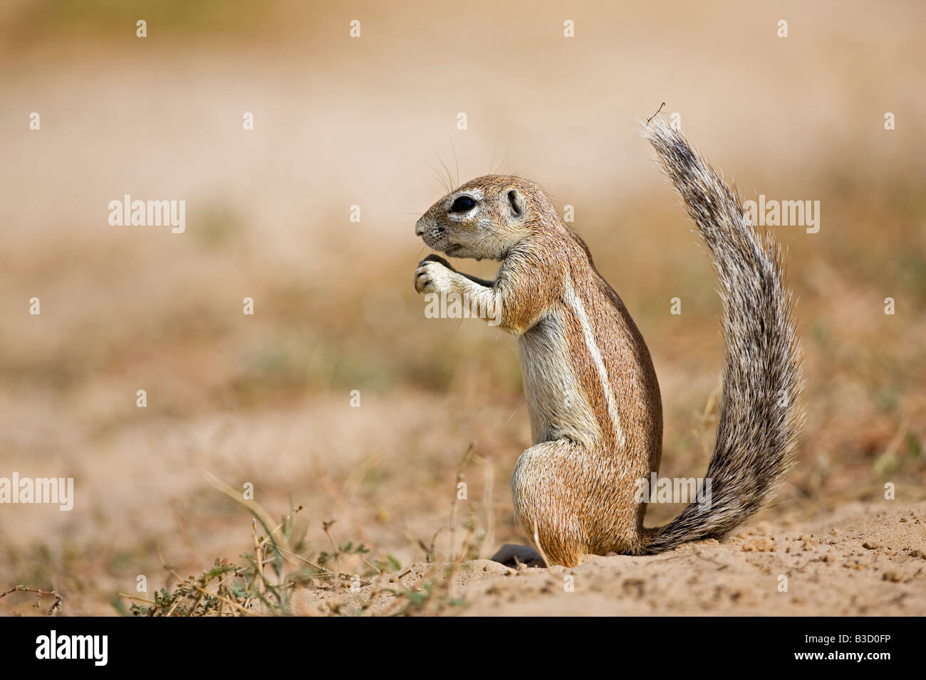 African ground squirrel standing hi-res stock photography and images ...
