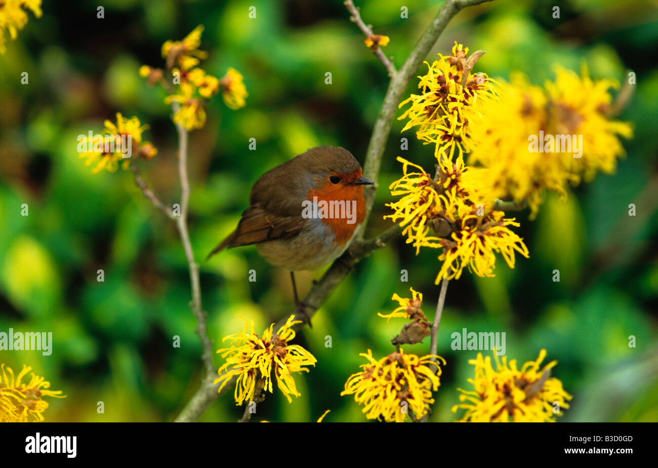 Robin with hazel hi-res stock photography and images - Alamy