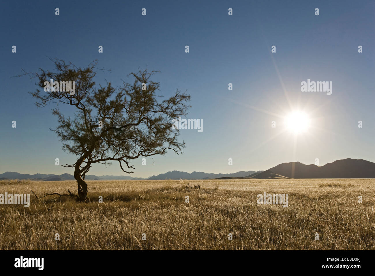 Africa, Namibia, Grass land Stock Photo - Alamy