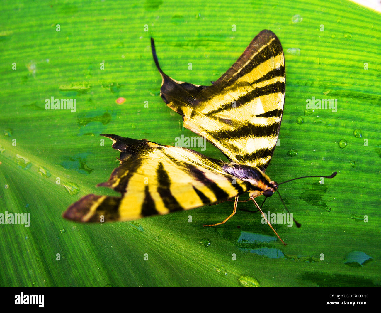 Tiger swallow tail butterfly Stock Photo - Alamy