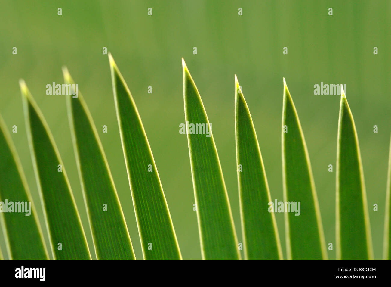 Palm tree without leaves on hi-res stock photography and images - Alamy