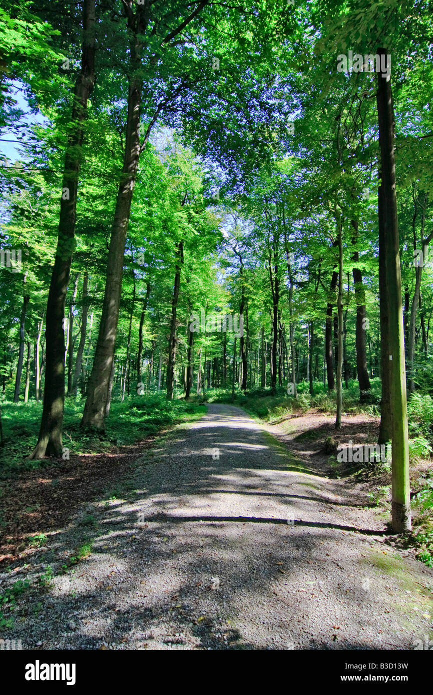 Forest landscape in Essen Germany Stock Photo - Alamy