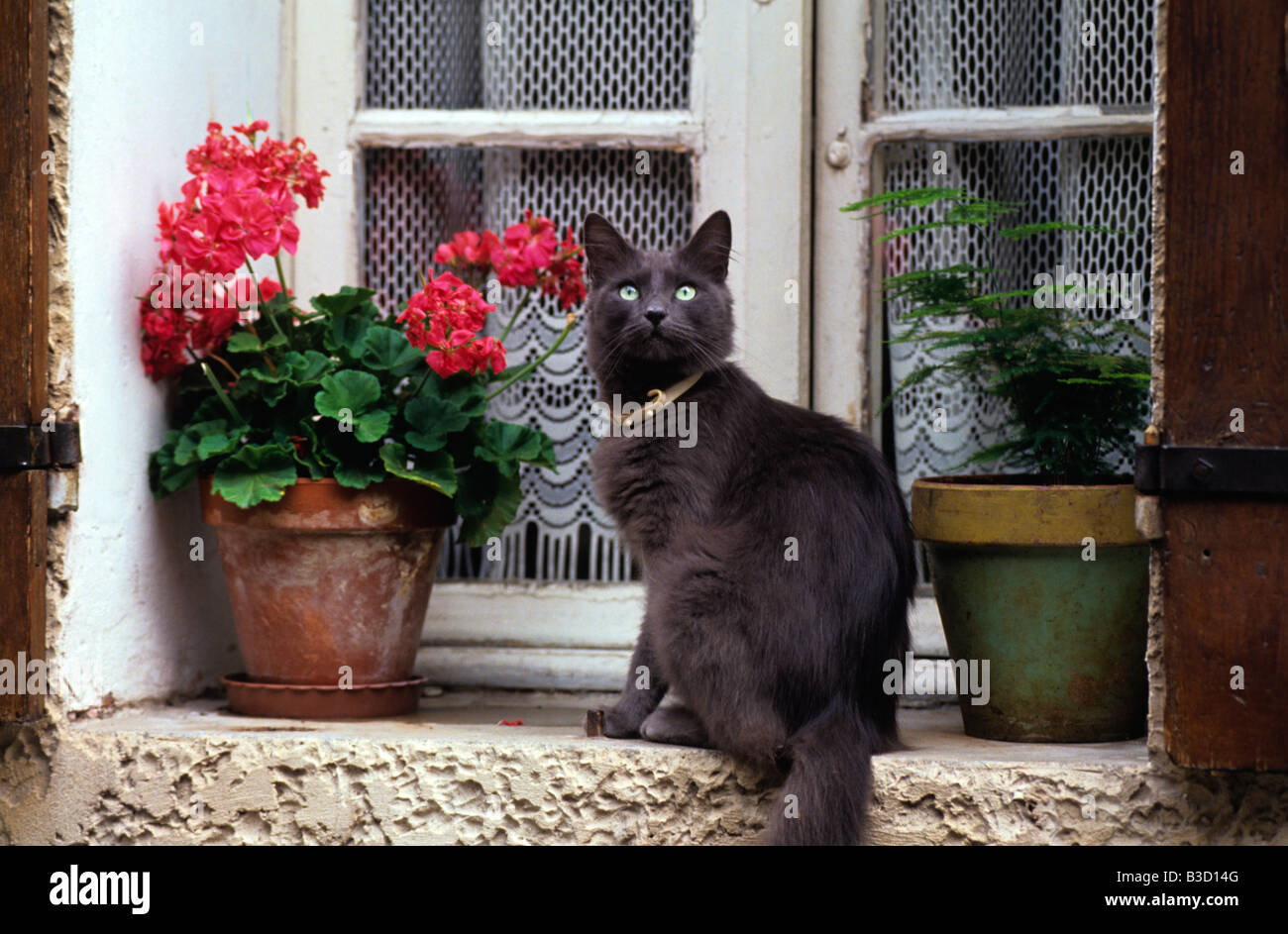 Black cat sitting on a window ledge Stock Photo - Alamy