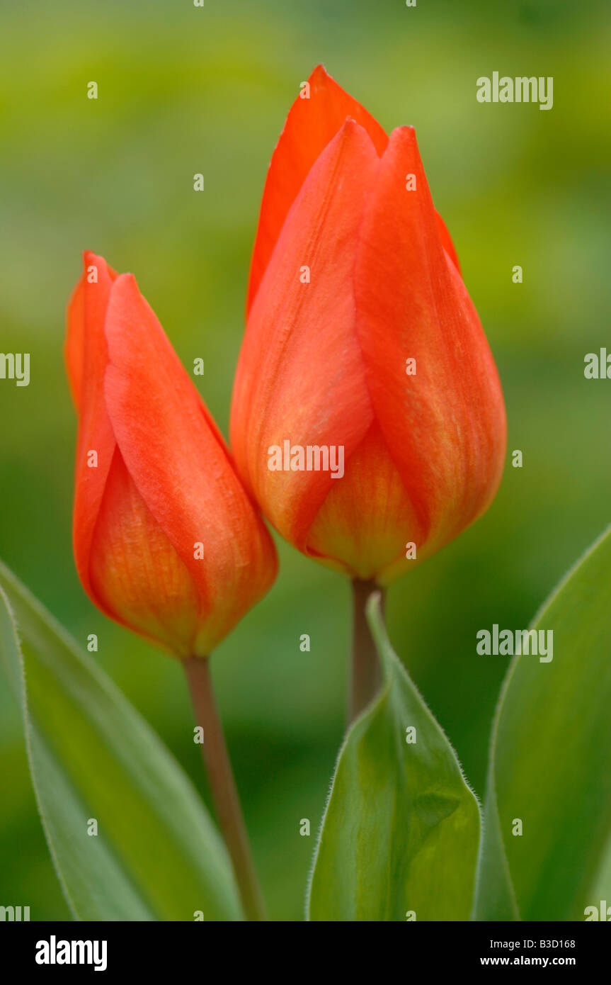 Focus on 2 blossoms hi-res stock photography and images - Alamy