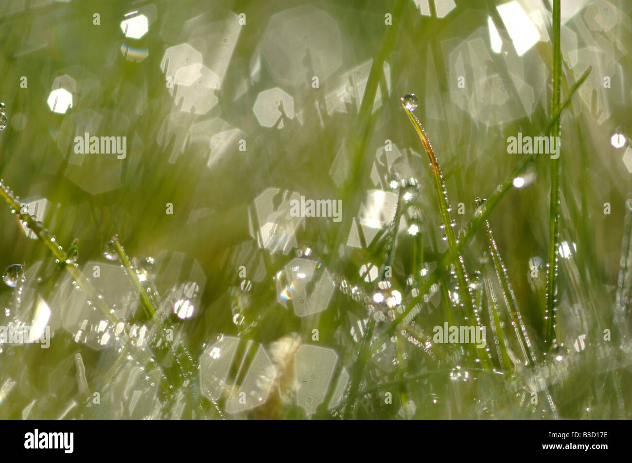 Grass with light reflection Stock Photo - Alamy