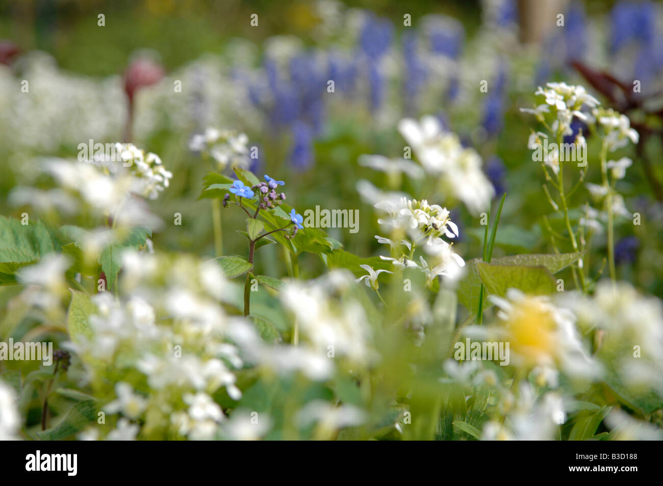 Large variety of wildflowers hi-res stock photography and images - Alamy
