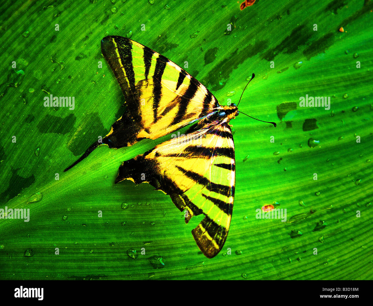 Grey Swallow High Resolution Stock Photography and Images - Alamy