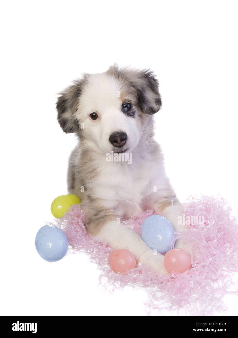 Miniature australian shepherd hi-res stock photography and images - Alamy