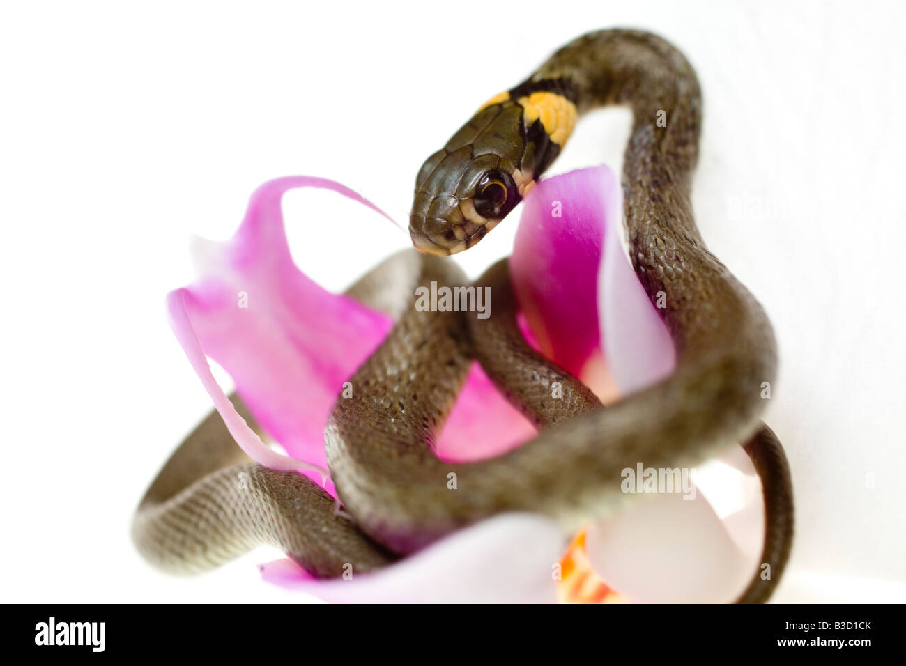 Slithering Grass Snake (Natrix natrix), and orchid blossom, close-up ...
