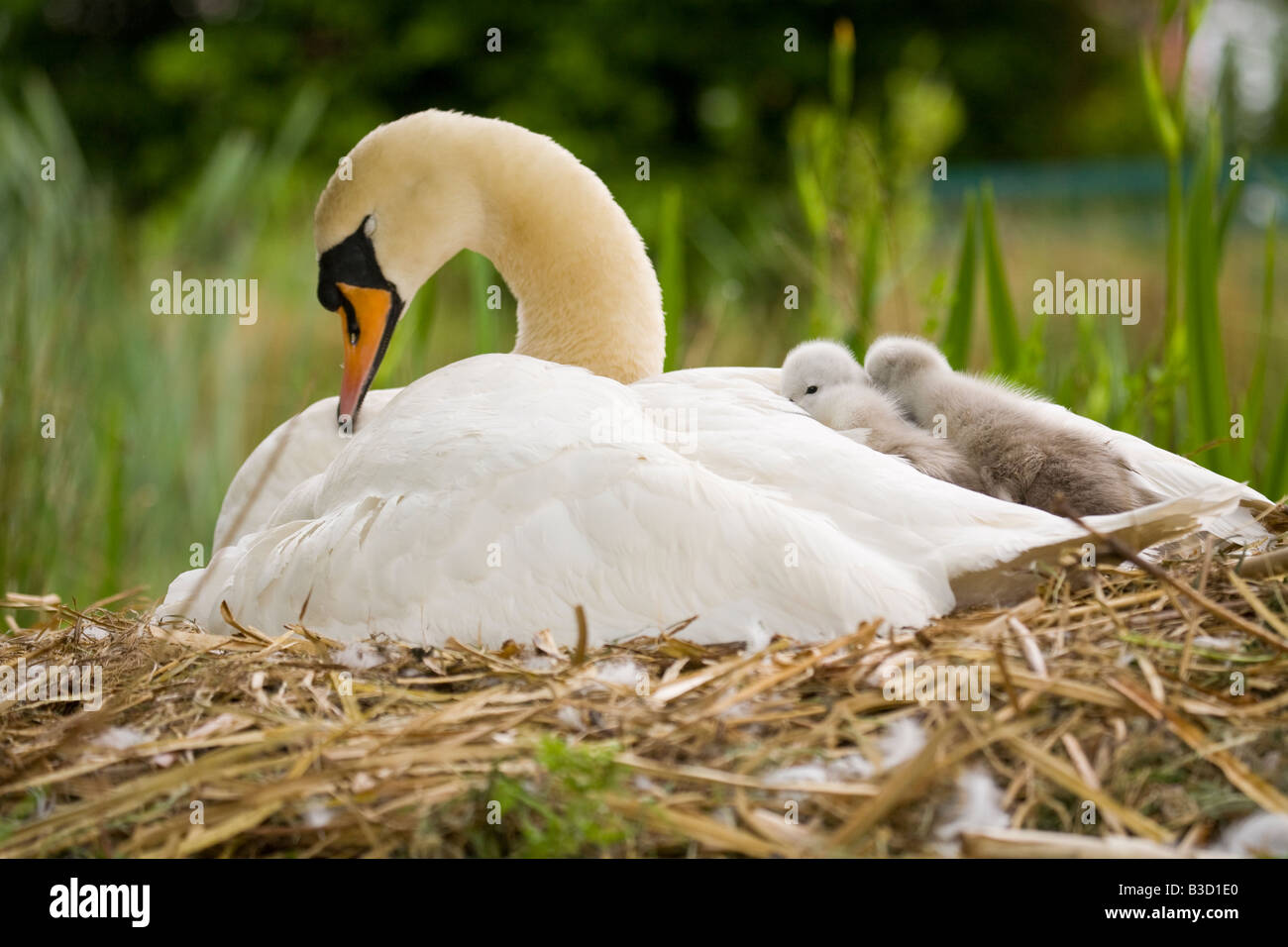 Swan on nest with cygnets Stock Photo - Alamy