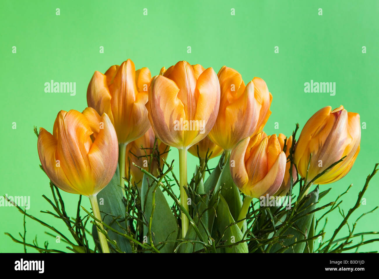 Growing indoor tulips hi-res stock photography and images - Alamy