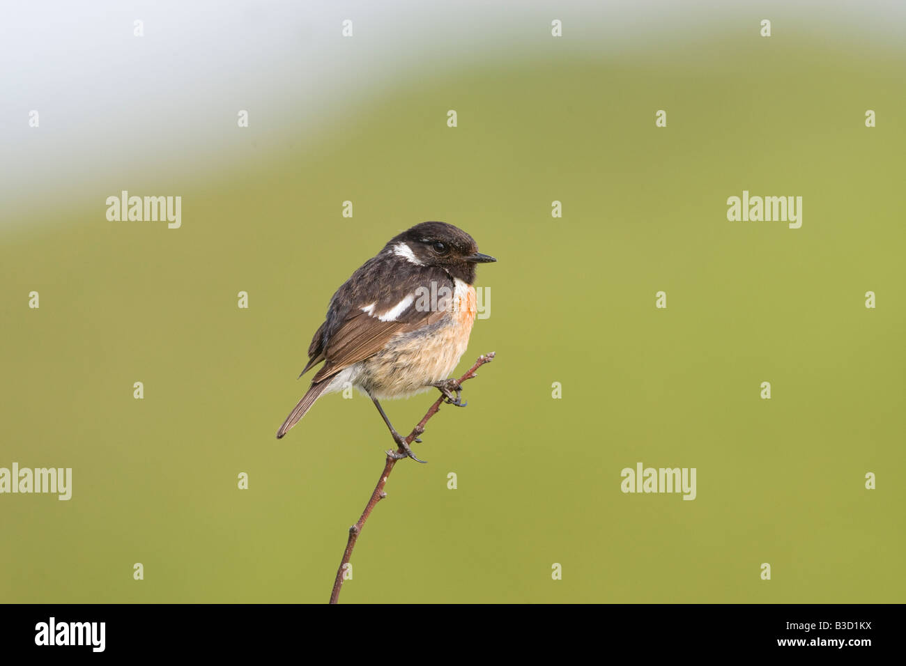 Saxicola torquata male stonechat on bramble -UK Stock Photo - Alamy