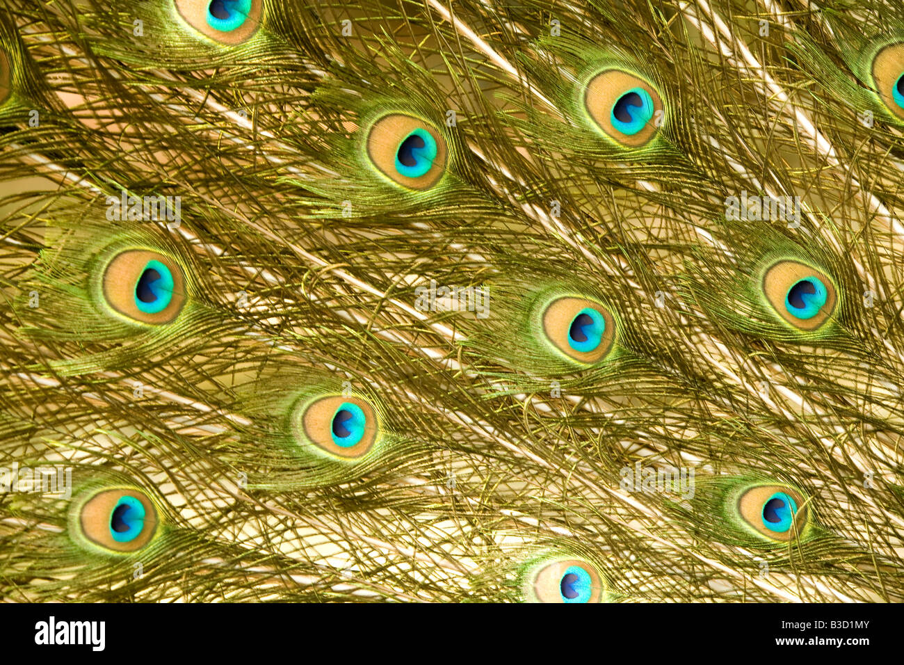 Peacock Texture High Resolution Stock Photography and Images - Alamy