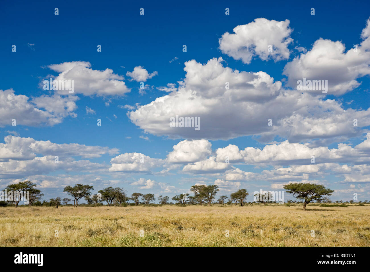 Africa, Botswana, Pan, Kalahari Desert Stock Photo - Alamy