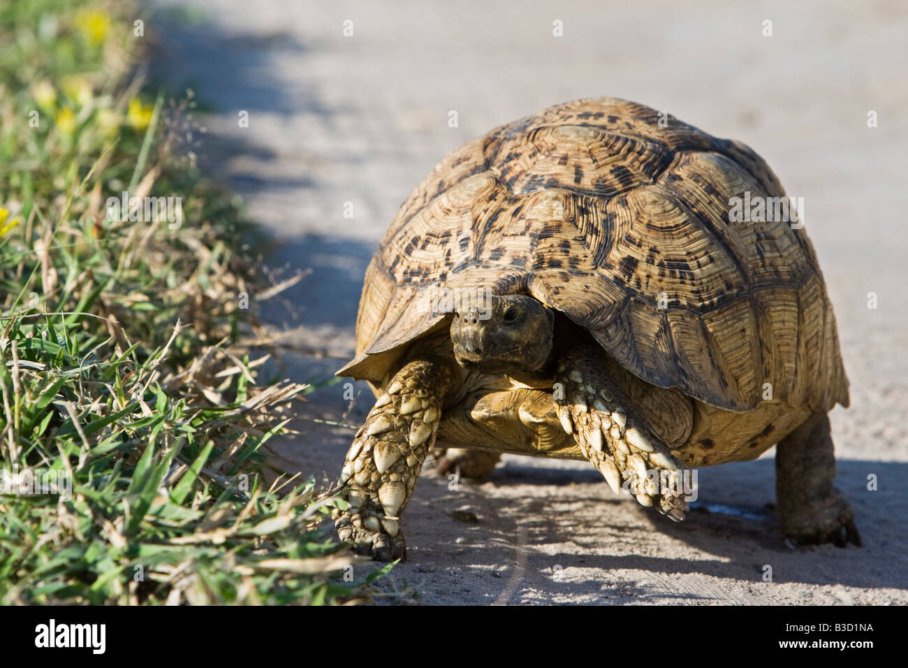 Africa, Kalahari Desert, Leopard tortoise (Geochelone pardalis Stock ...