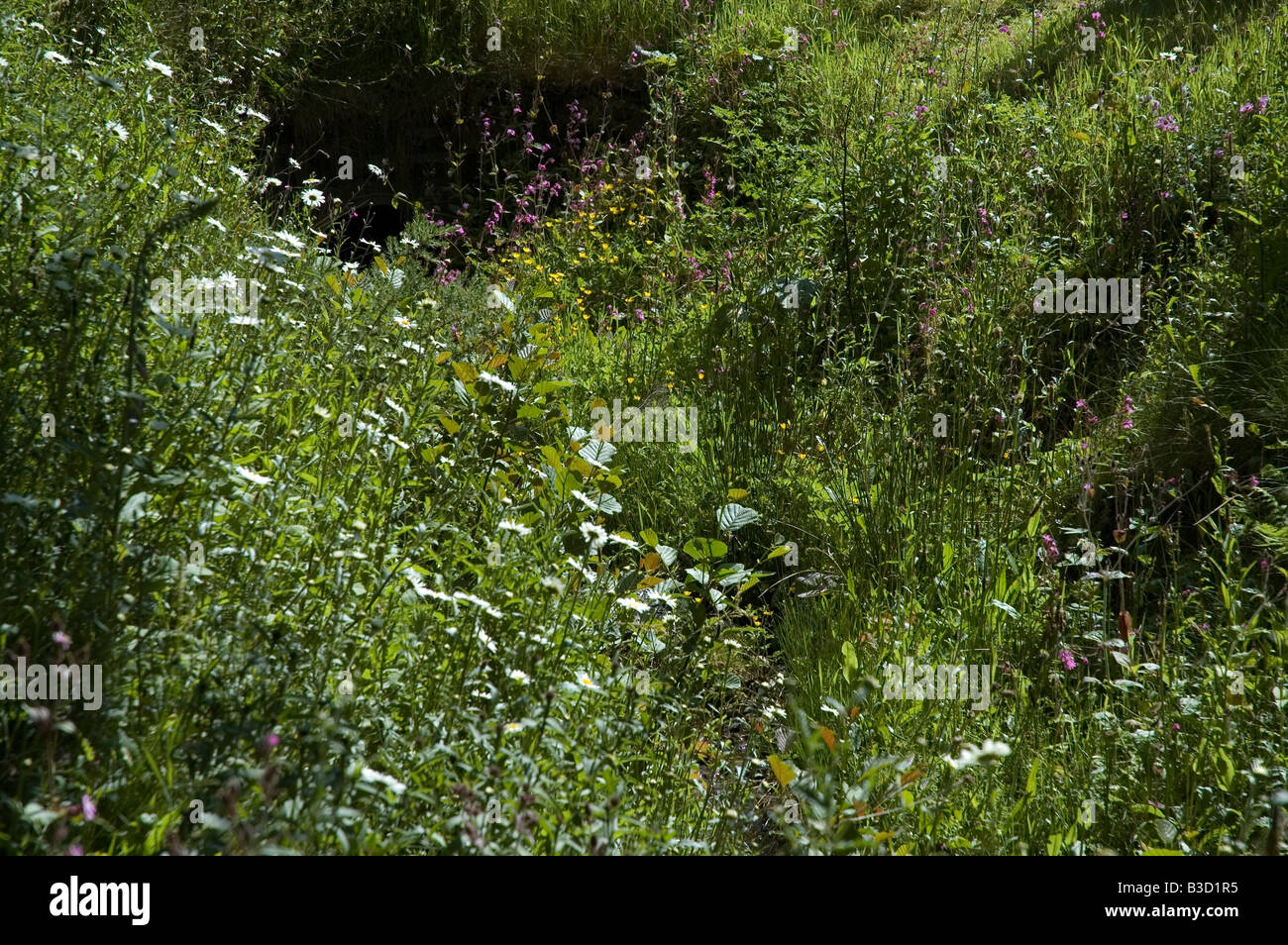 A pretty brook in summer Stock Photo - Alamy