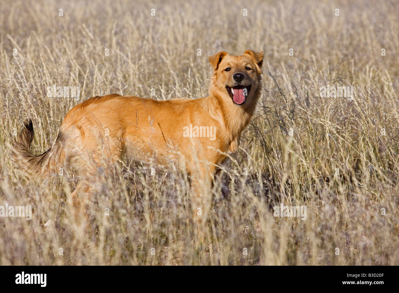 Africa, Namibia, Dog standing in grass, portrait Stock Photo - Alamy