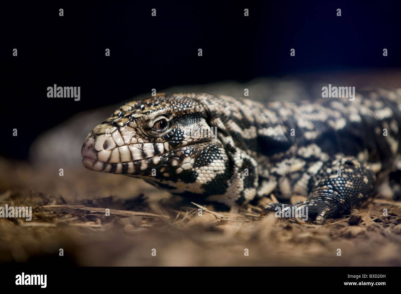 Argentine Black and White Tegu Stock Photo - Alamy