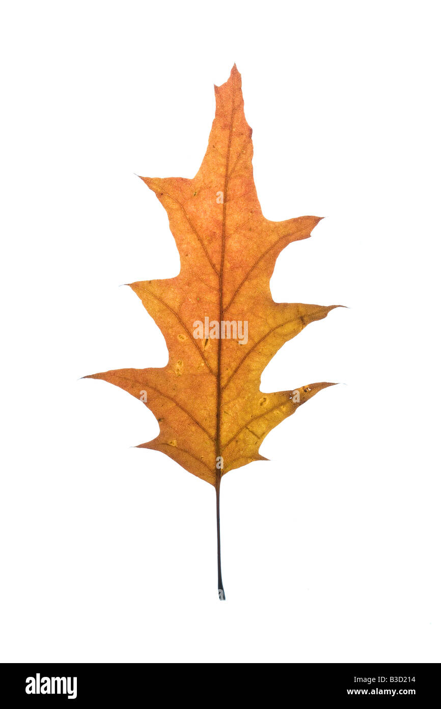 Maple leaf on white background Stock Photo - Alamy