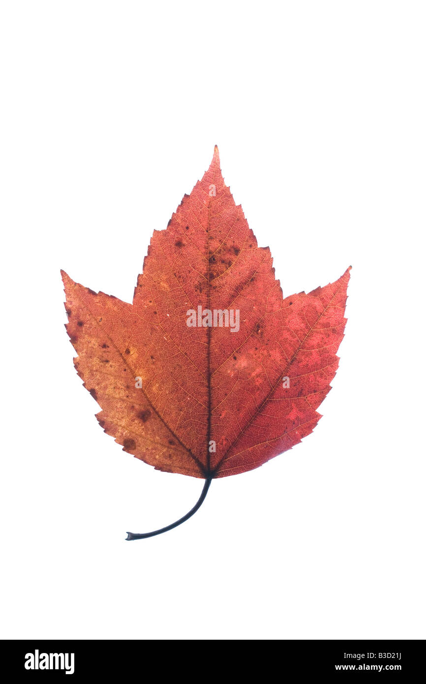 Maple leaf on white background Stock Photo - Alamy
