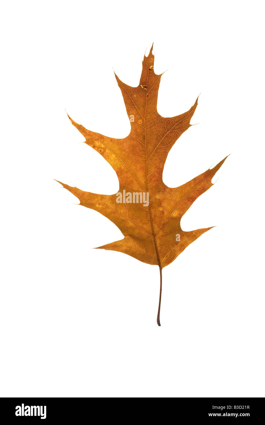 Maple leaf on white background Stock Photo - Alamy