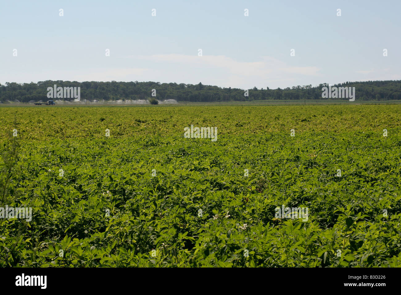 Potato field central Wisconsin Stock Photo - Alamy