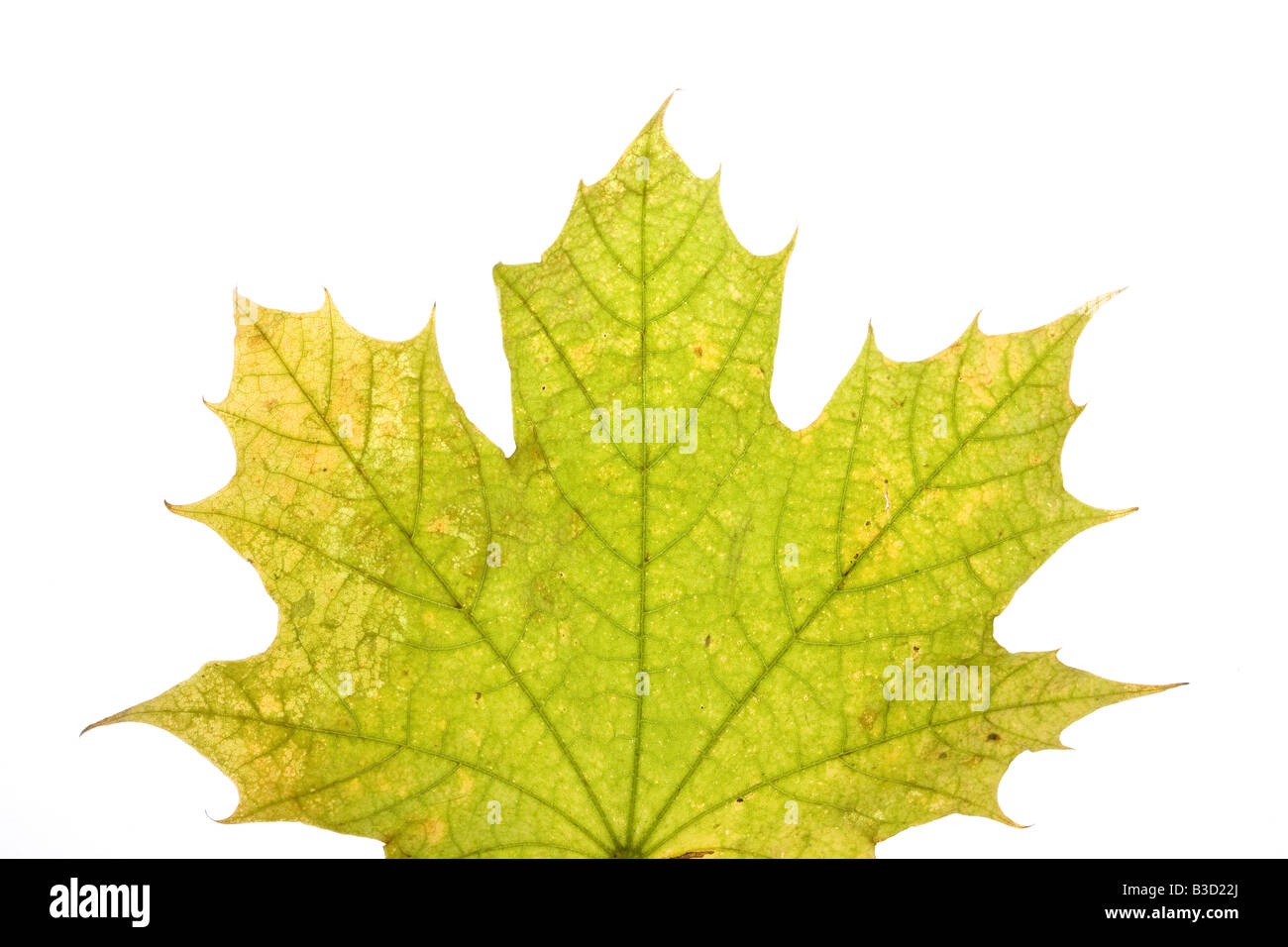 Maple leaf on white background Stock Photo - Alamy