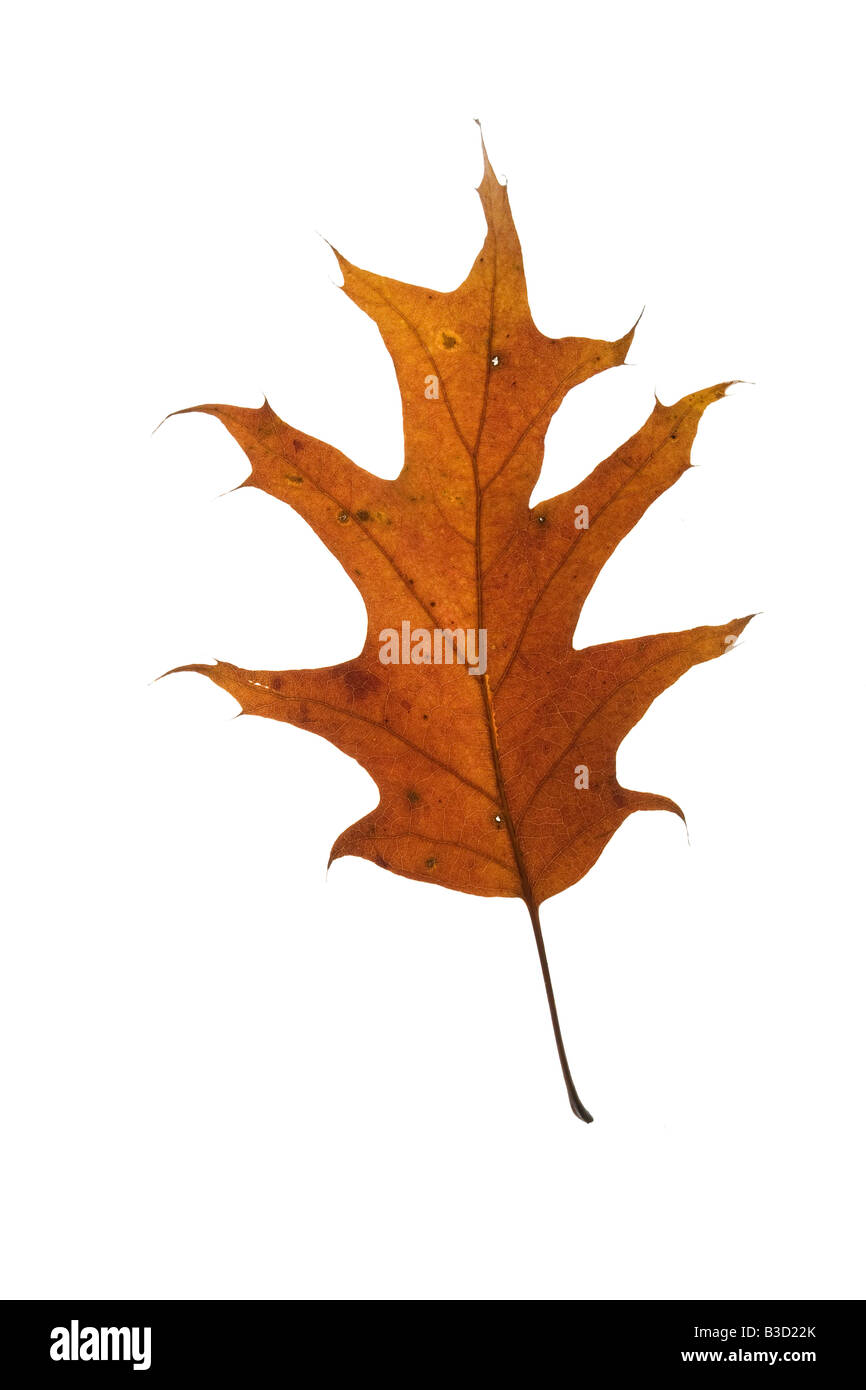 Maple leaf on white background Stock Photo - Alamy