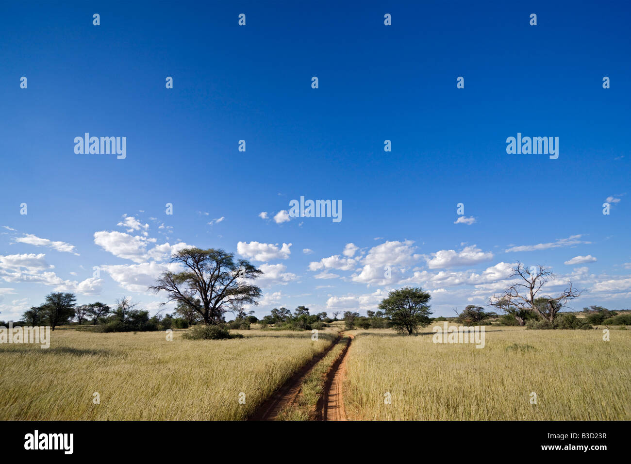 Africa, Botswana,Track through Kalahari Desert Stock Photo - Alamy