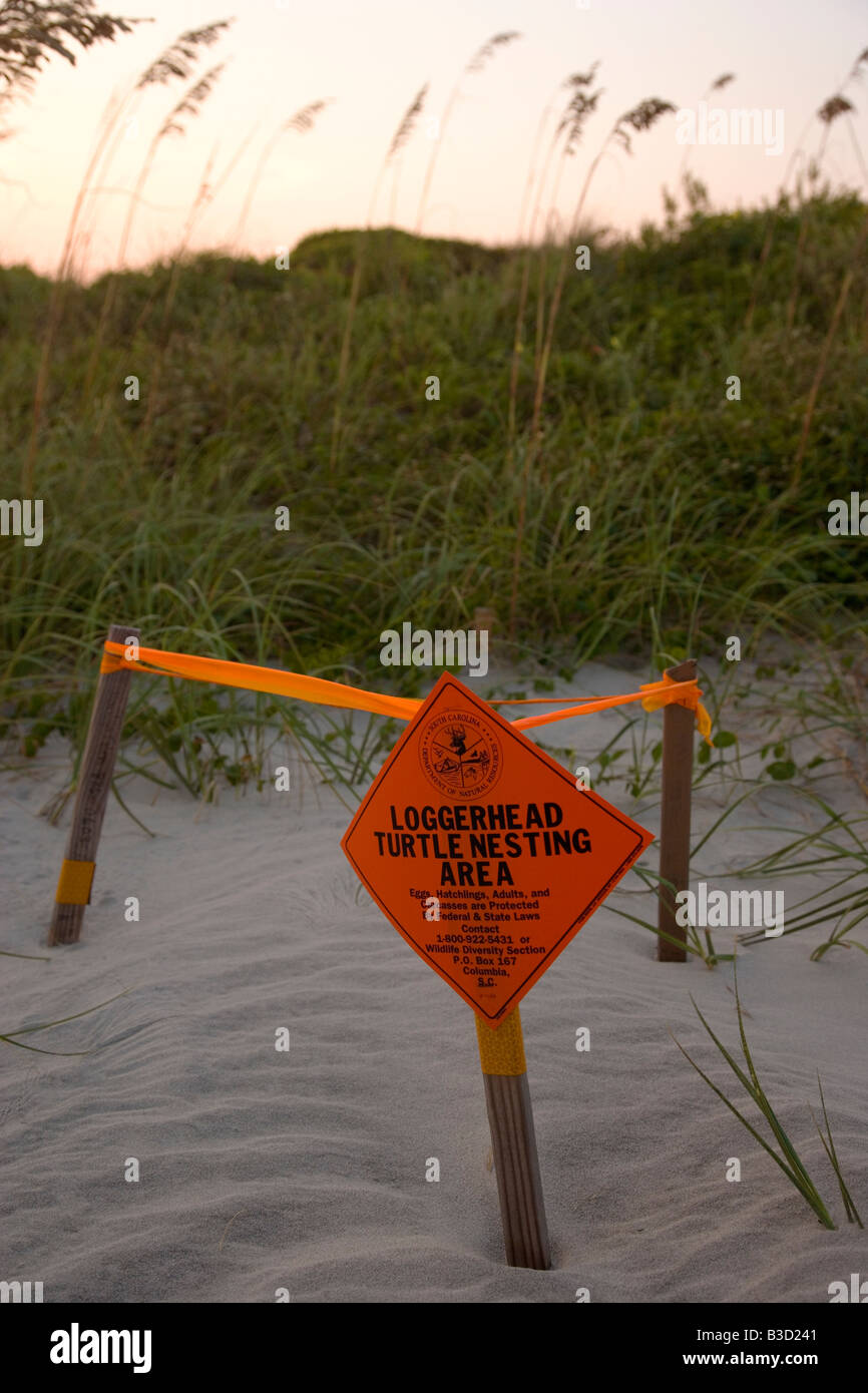 Loggerhead sea turtle eggs hi-res stock photography and images - Alamy