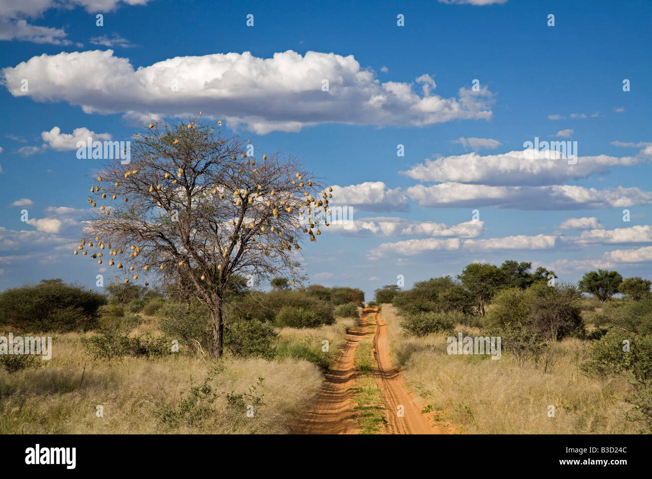 Africa, Botswana,Track through Kalahari Desert Stock Photo - Alamy