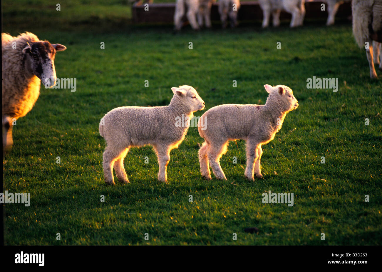 Two new born lambs in the evening sun Stock Photo - Alamy