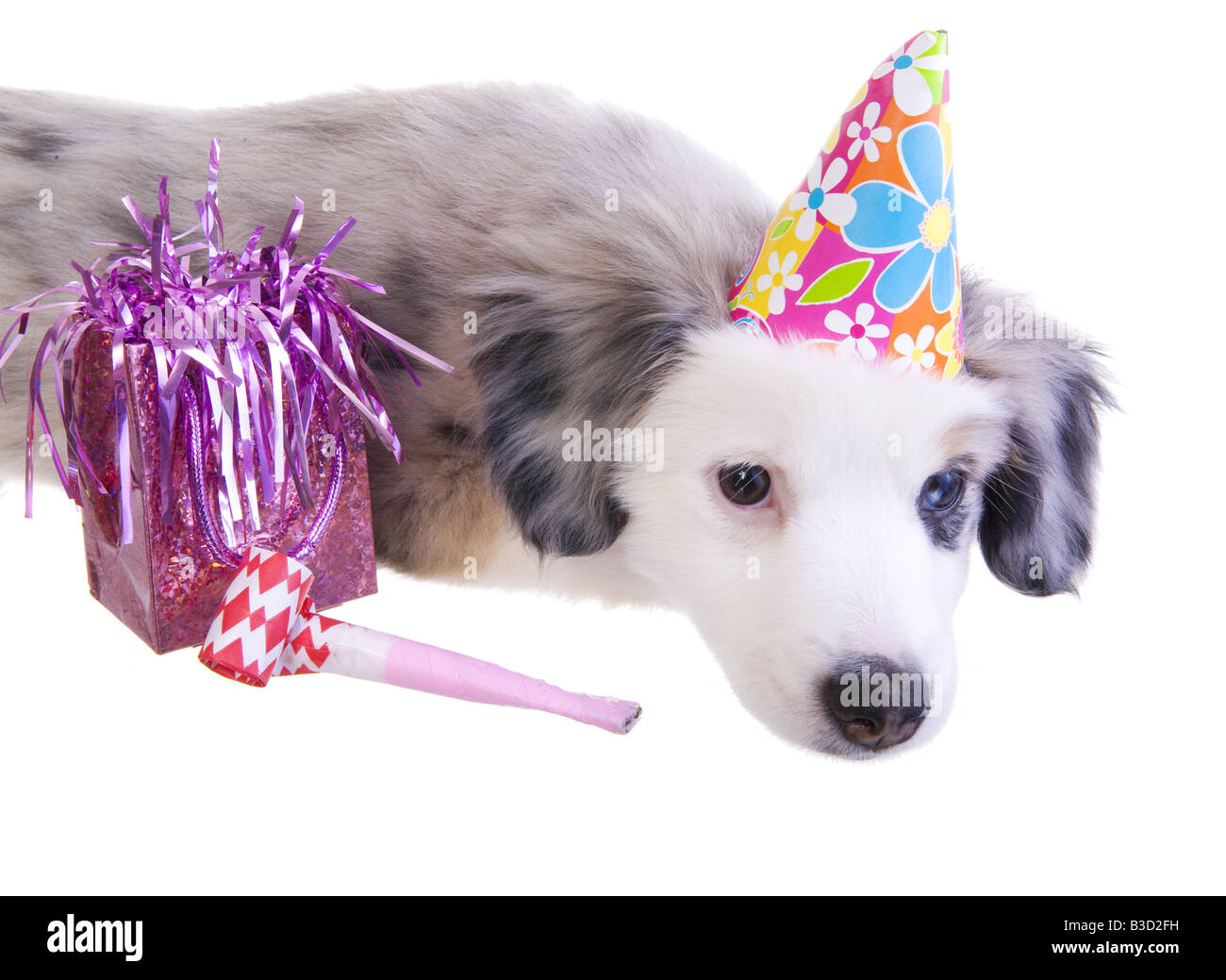 Cute birthday miniature Australian Shepherd puppy wearing birthday ...