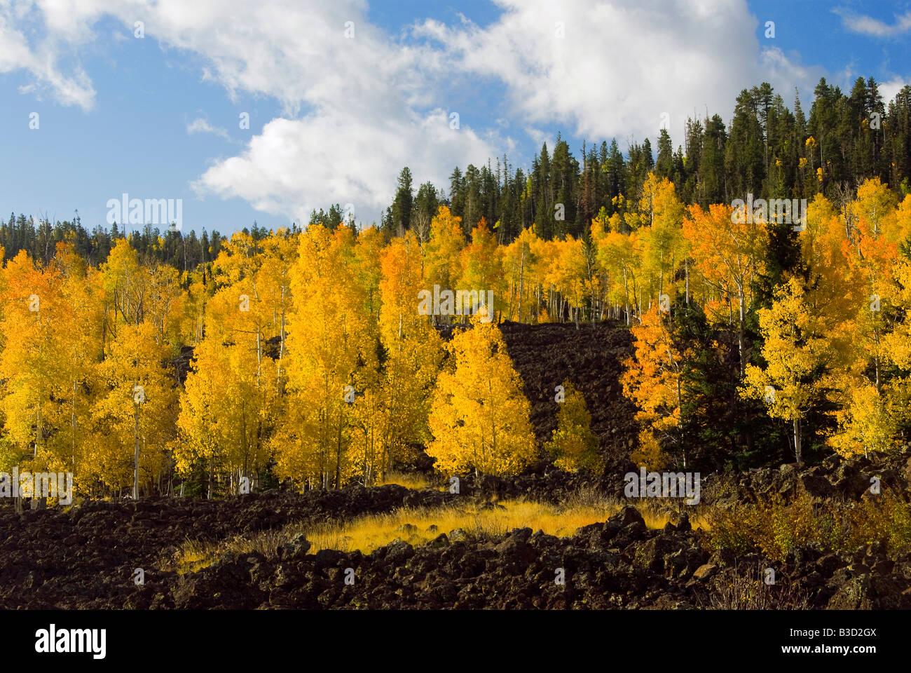Fall colors line the lava fields Dixie National Forest right outside ...