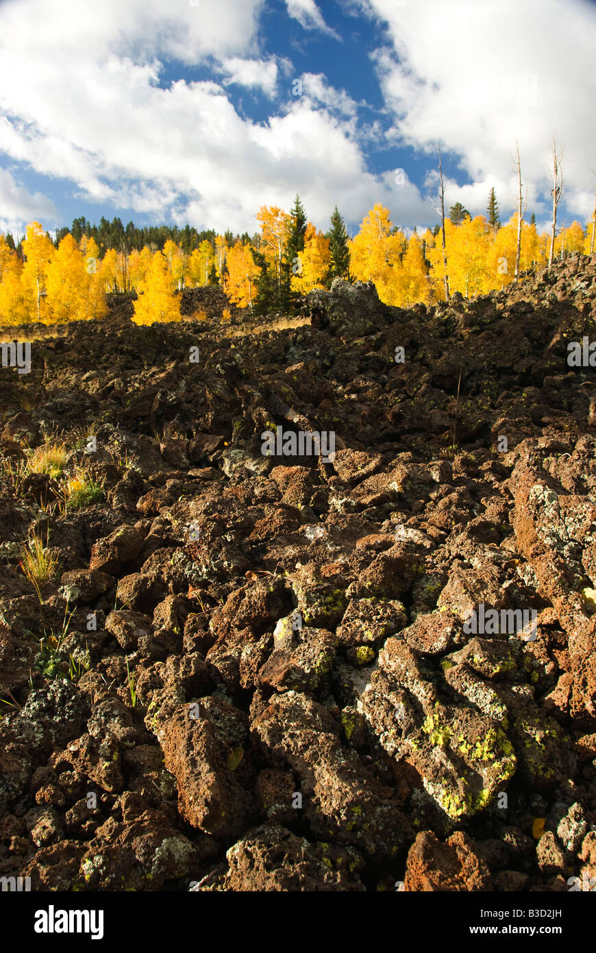 Fall colors line the lava fields Dixie National Forest right outside ...