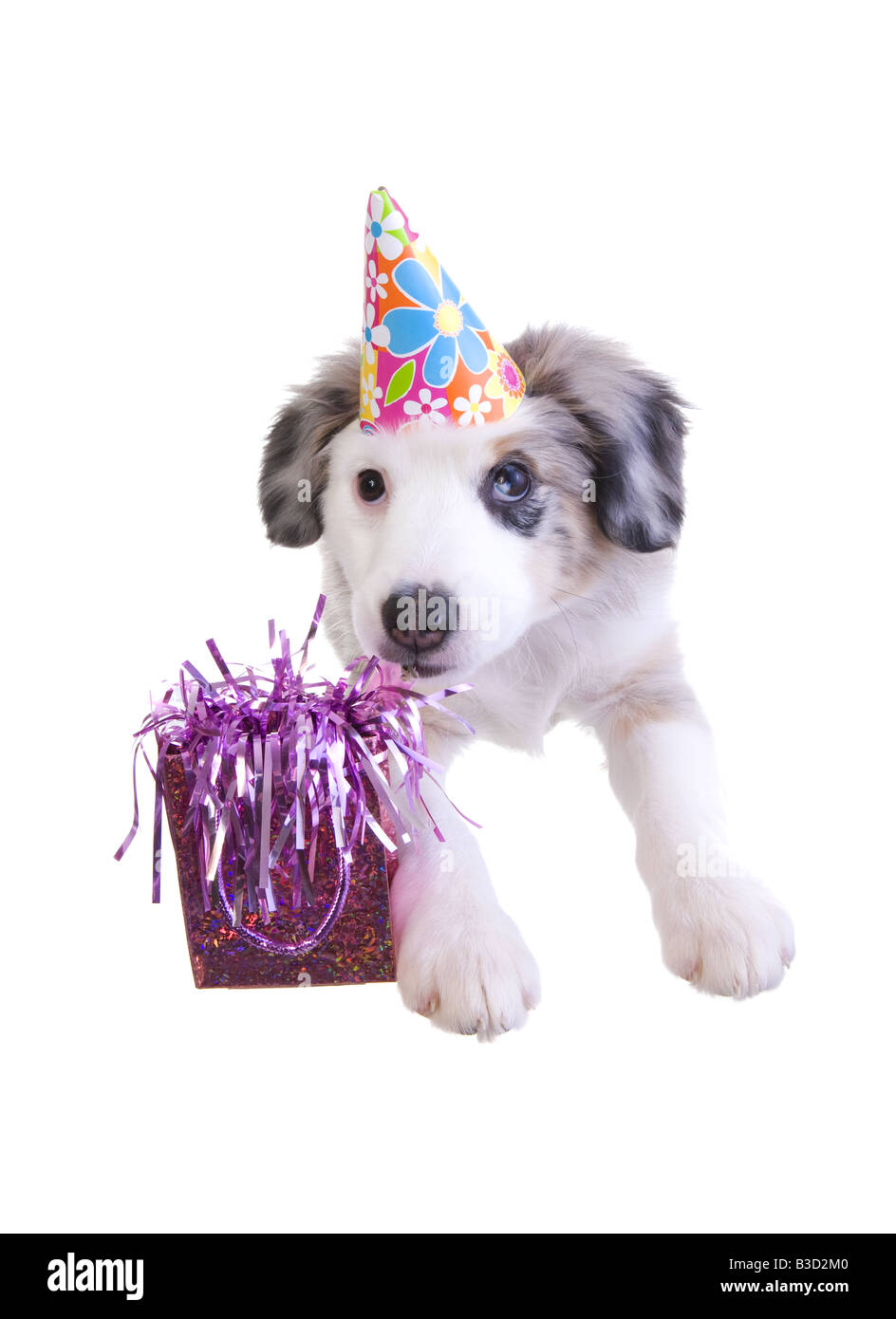 Cute birthday miniature Australian Shepherd puppy wearing birthday ...