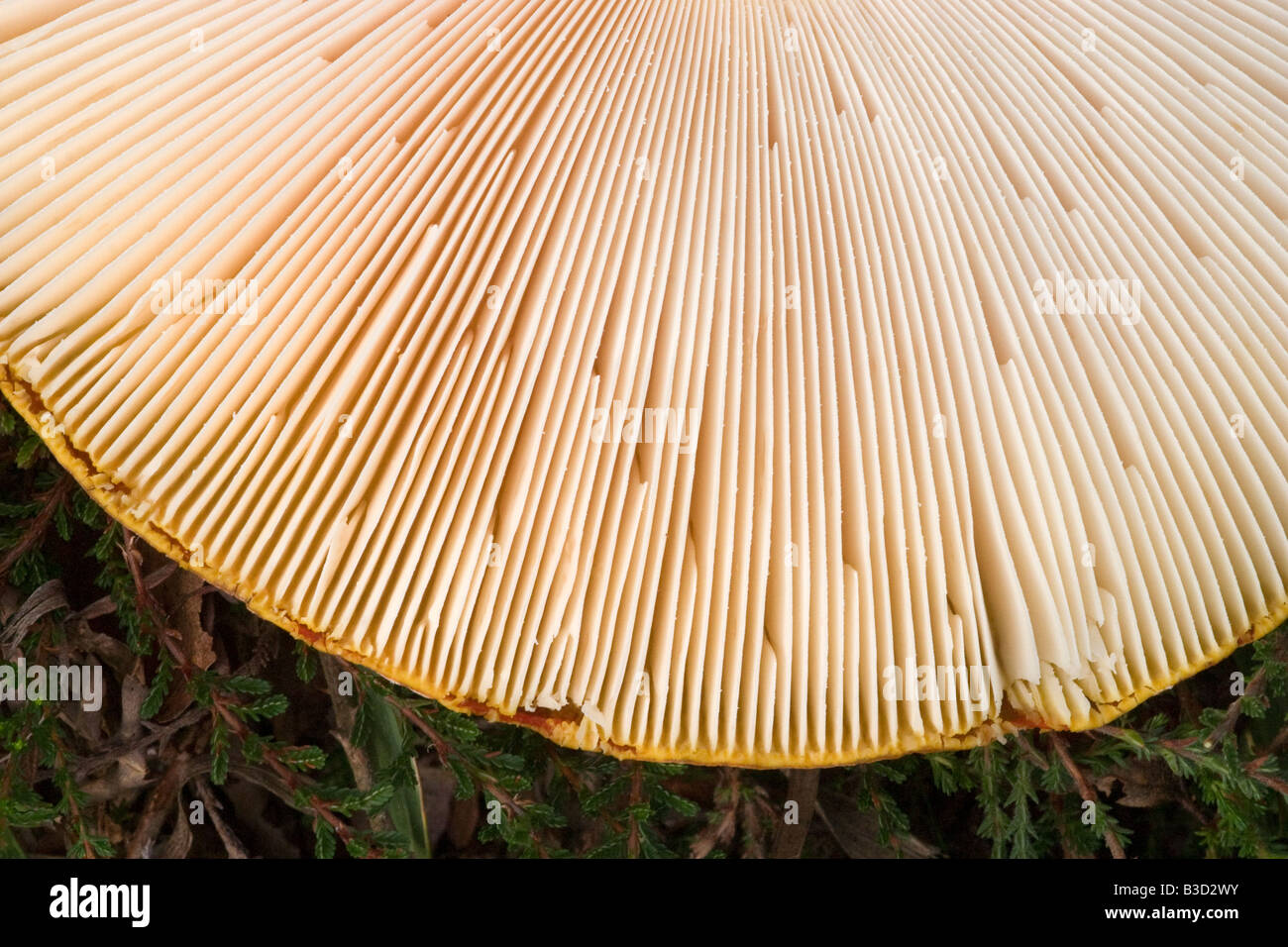 Underside of a mushroom Stock Photo - Alamy